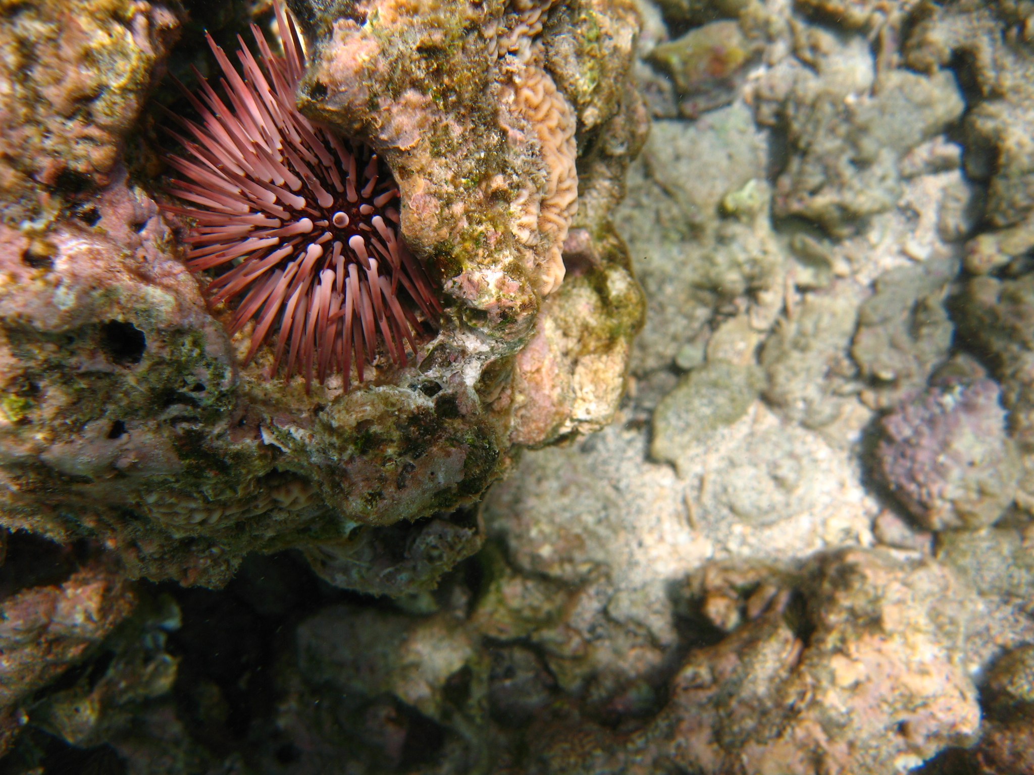 Hawaii s Dangerous Ocean Critters Living In Hawaii Hawaii s Dangerous Ocean Critters Living In Hawaii