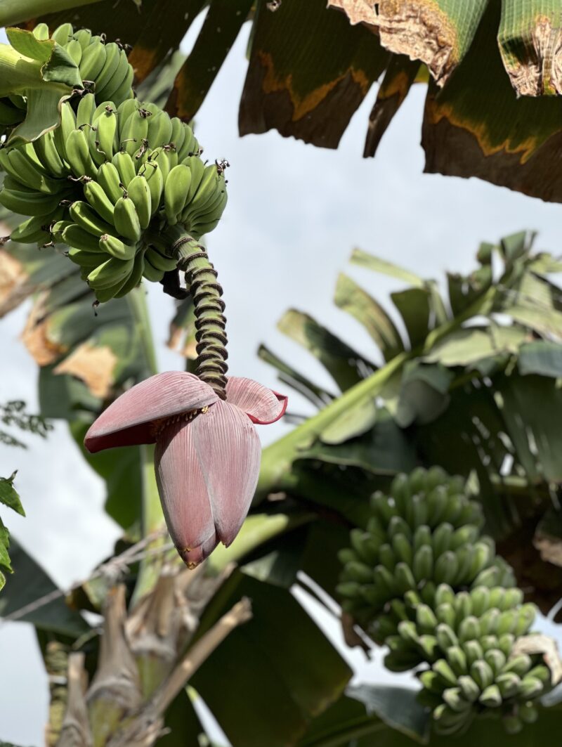 Neighborhood banana tree: Hawaii Photo of the Week
