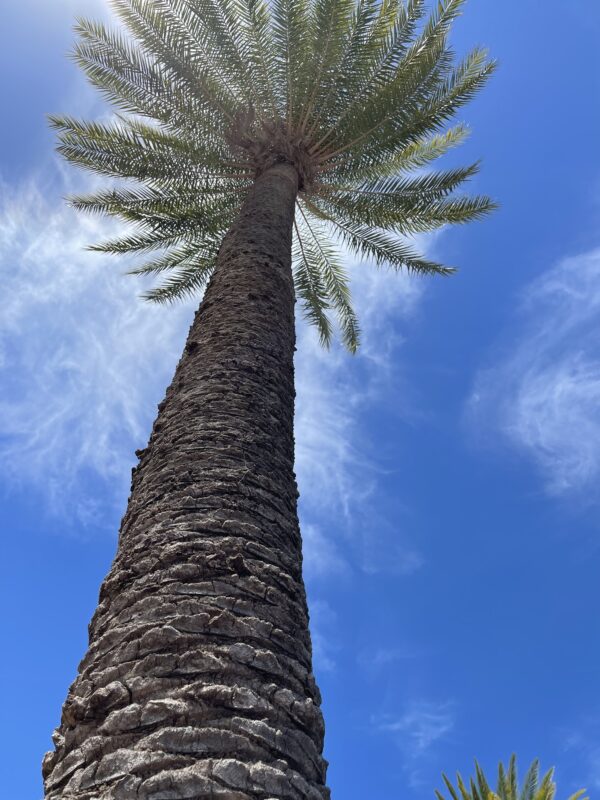 Palm Tree Reaches for the Sun: Hawaii Photo of the Week