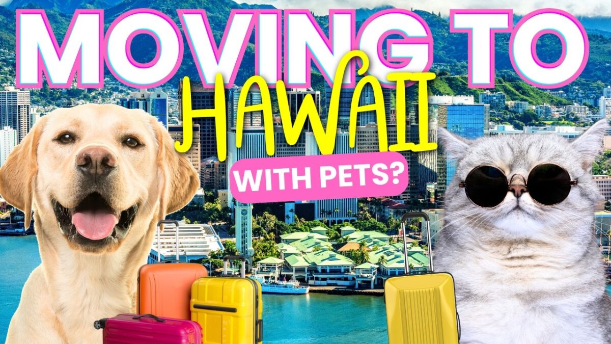 Relocating Your Pets to Hawaii: A Complete Guide for Pet Owners