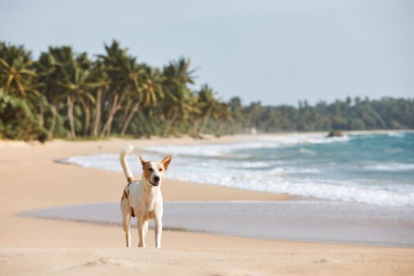Relocating Your Pets to Hawaii: A Complete Guide for Pet Owners