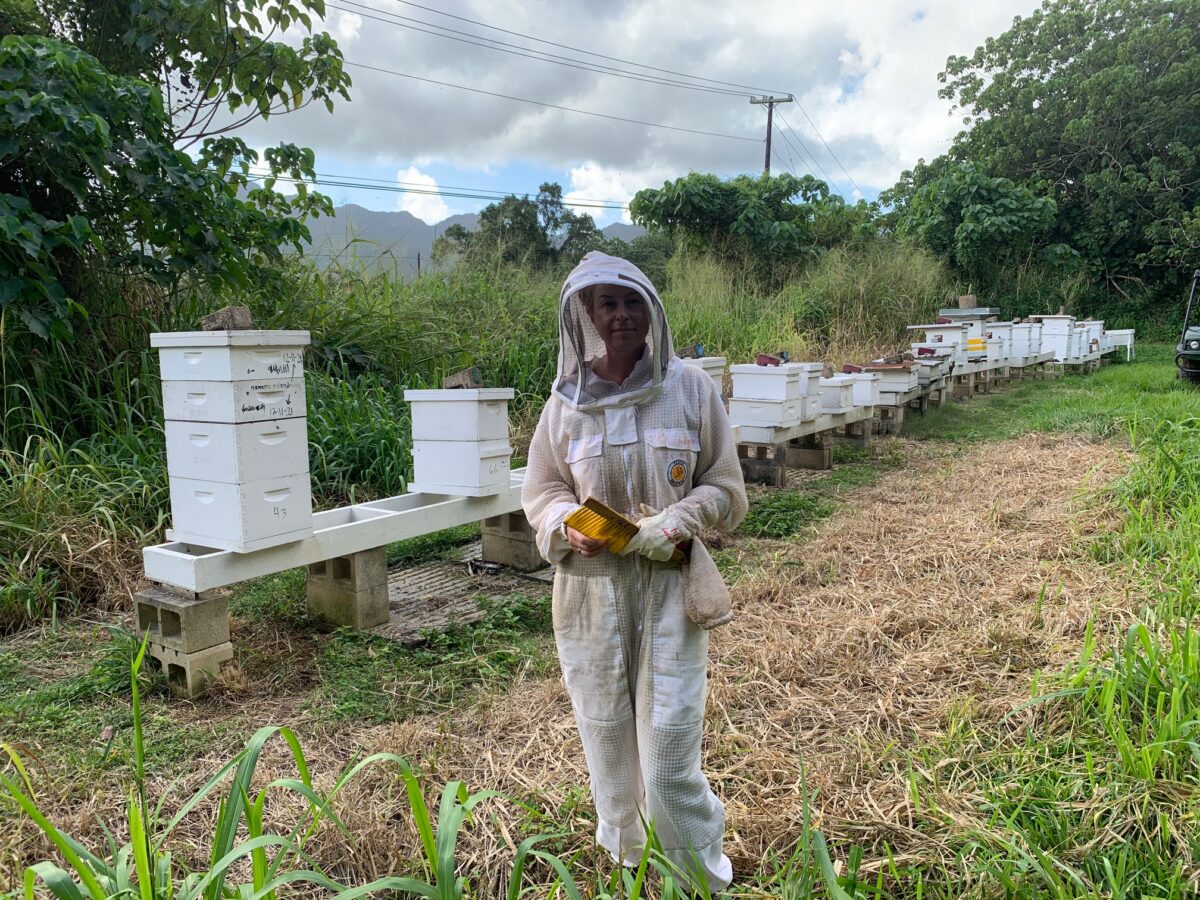 Beekeeping in Hawaii: Year-Round Honey Production & Sustainable Practices