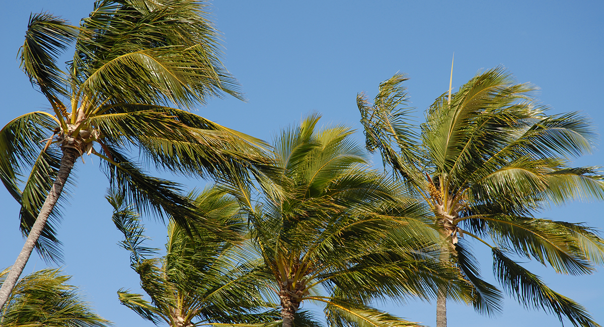 Hawaii Microclimates Explained: Why One Area Rains More